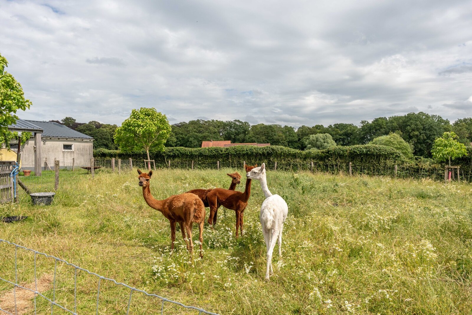 Karaktervolle landelijke hoeve met loods, stalling en uitgestrekte ...
